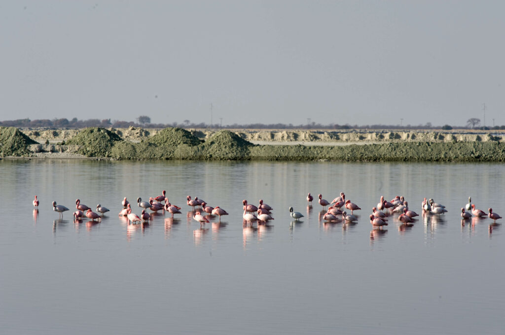 Sustainability – Botash