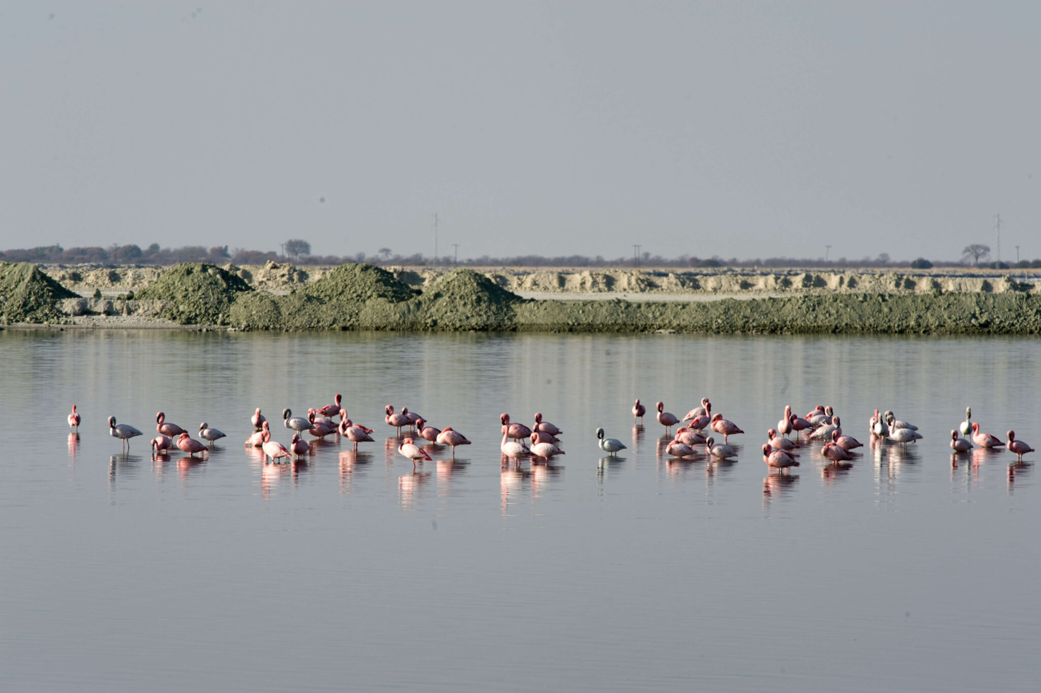 Sustainability – Botash