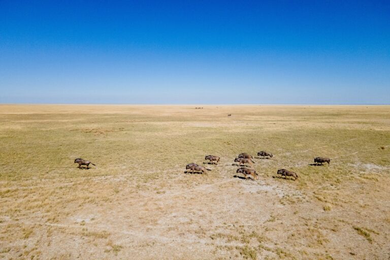 Sustainability – Botash